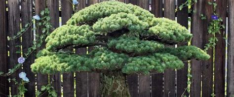 The Fascinating World Of Ficus Bonsai Trees
