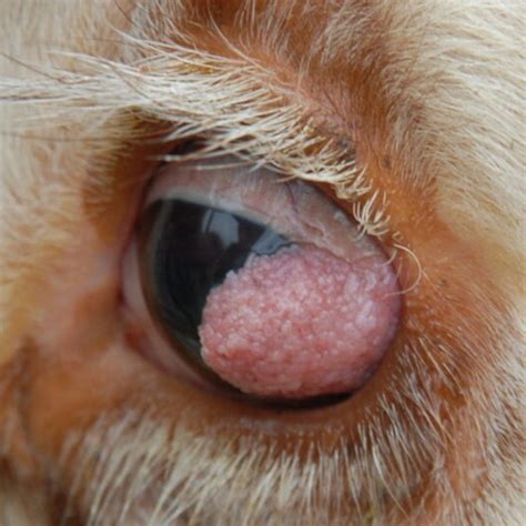 How Many Eyelids Do Cows Have
