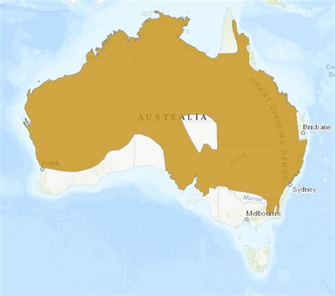 Common Wallaroo Zoo Guide