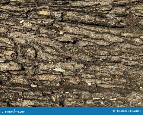 Seamless Tree Bark Texture Of Background Stock Photo Image Of Detail Environment 144630280
