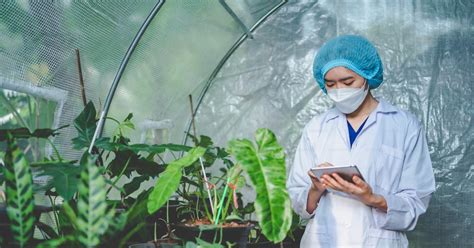 농업 온실에서 성장 식물을 연구하기 위해 일하는 생물학 과학자 식물학 실험실에서 자연 유기 과학 기술 또는 생명 공학 식품