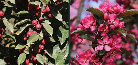 Raspberry Spear® Crabapple Johnsons Nursery Kb