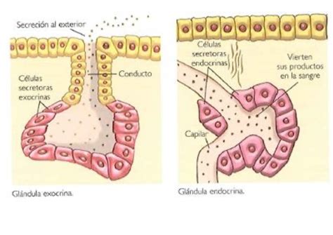 Pin De Pauli En Fisio Glándulas Exocrinas Tejidos Y Organos Endocrina