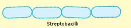 Microbiology Lecture Prokaryotic Cell Structure And Function Flashcards Quizlet