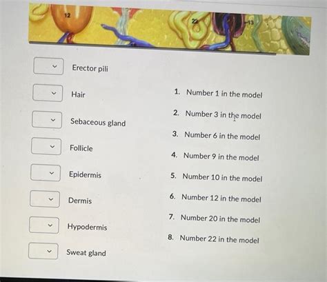 Solved Please Match The Numbered Structures In This Model To Chegg Com