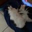 Honkaikitten Tumblr Com Tumbex