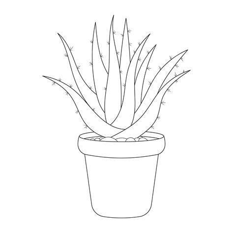 A Drawing Of A Aloe Vera Plant Premium Vector
