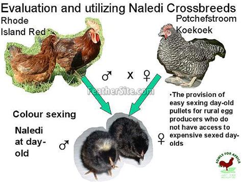 The Making Of Sex Links