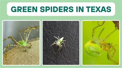Spiders In Texas Different Types Identification With Pictures