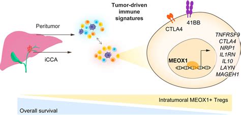 Multimodal Single Cell Profiling Of Intrahepatic Cholangiocarcinoma Defines Hyperactivated Tregs