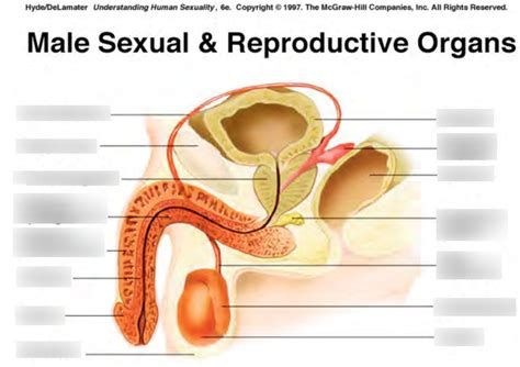 Co Dynamics Of Human Sexuality Part Diagram Quizlet