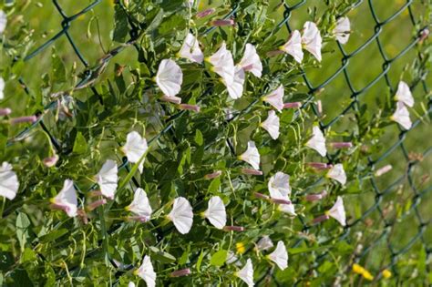 Bindweed Can Very Quickly Get Out Of Control Why Weedkiller Is Not