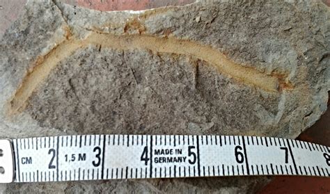 Worm Burrows Fossil Id The Fossil Forum