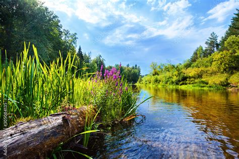 Summer Nature River Landscape River Grass Summer View Summer Green