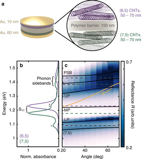 Structure Of The Microcavity And Steady State Spectra A Schematic Download Scientific Diagram