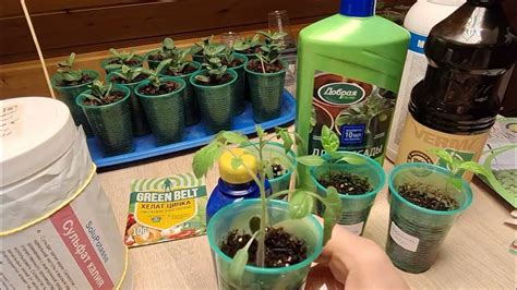 Подкормки рассады томатов Youtube