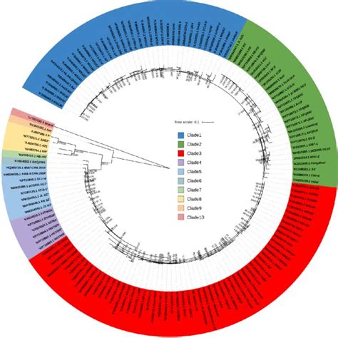 phylogenetic tree of 143 smv genomes constructed based on complete