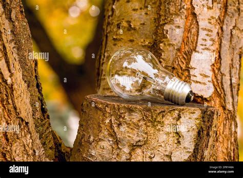 Old Light Bulb Lying On A Tree Trunk Energy And Environment Concept Stock Photo Alamy