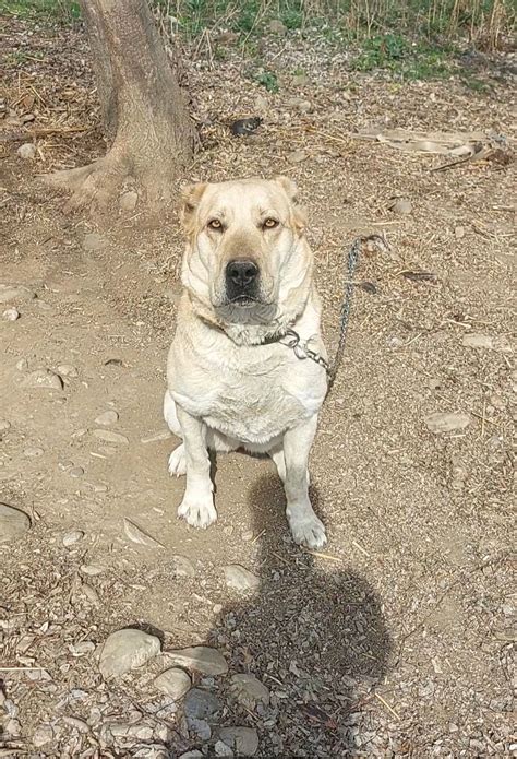 ქართული ქოსა ნაგაზები საქართველოში Facebook