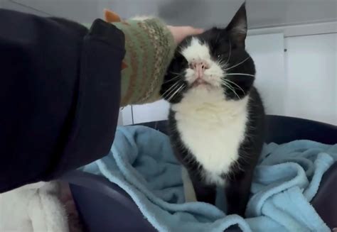 Unwanted Cat With Squashed Face Desperate For New Home Whats The Jam