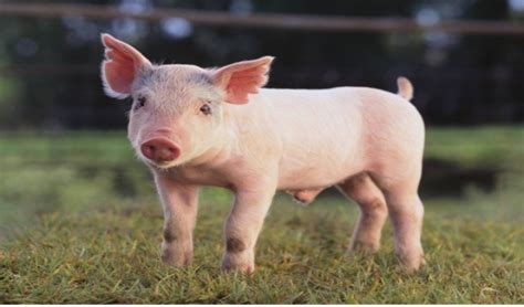 女人命最好的3个属相是什么生肖 什么属相的女人最有福气 属猪 增庆堂吉祥文化