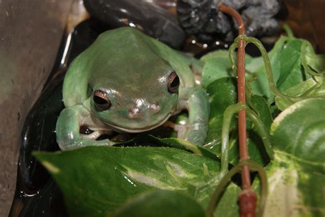 Amphibians The Unusual Pet Vets
