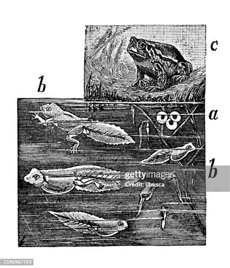 Development Of The Frog High Res Vector Graphic Getty Images
