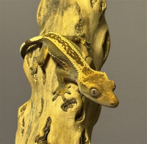 Het Empty Back Het Super Stripe Gecko Album On Imgur