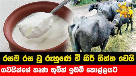 රසම රස වූ රුහුණේ මී කිරි තිත්ත වෙයි ගවයින්ගේ තෘණ භූමිත් ඉඩම් කොල්ලයට Hiru News Youtube