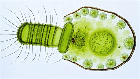 Ocean Biomass The Next Frontier In Sustainable Marine Energy Marine Biodiversity Science Center