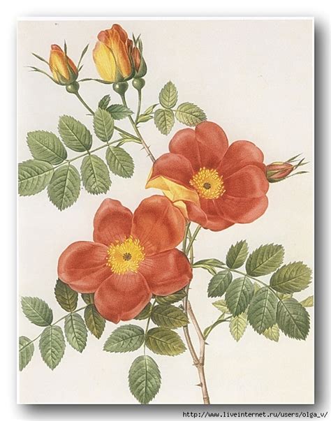 Для декупажа цветочное.. Обсуждение на LiveInternet - Российский Сервис ...