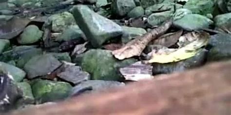 Malaysia Tudung Ciuman Dan Pamer Susu Indo