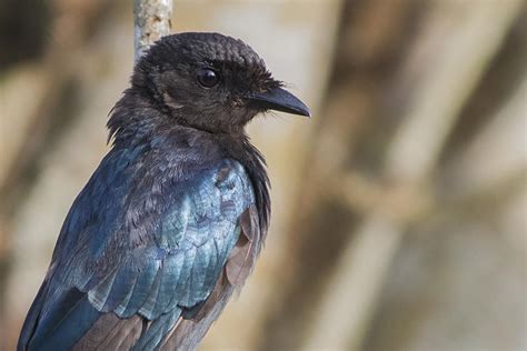 Bronzed Drongo Dicrurus Aeneus