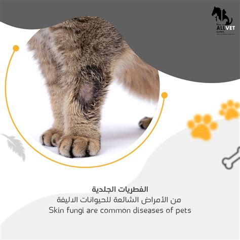 فطريات الحيوانات الأليفة