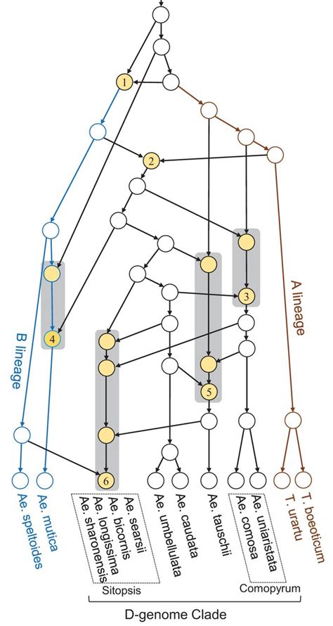 A Fast And Scalable Method For Inferring Phylogenetic Networks From Trees By Aligning Lineage