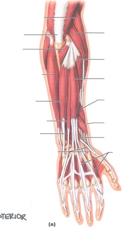 Posterior Right Side Diagram Quizlet