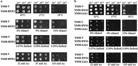 Comparison Of Cell Growth Among Different Yeast Strains Under Various