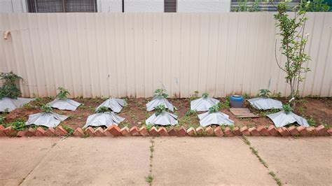 I Finally Got All 10 Hot Pepper Seedlings Into The System If Things