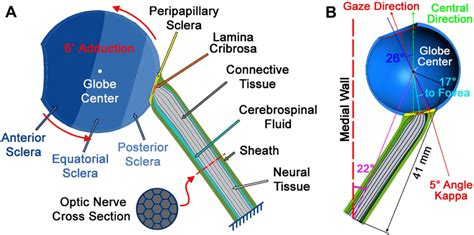 Model Geometry A Sclera Is Parsed Into Anterior Equatorial Download Scientific Diagram