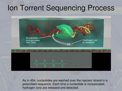 Ppt High Throughput Sequencing Technologies Powerpoint Presentation Free Download Id 2058532