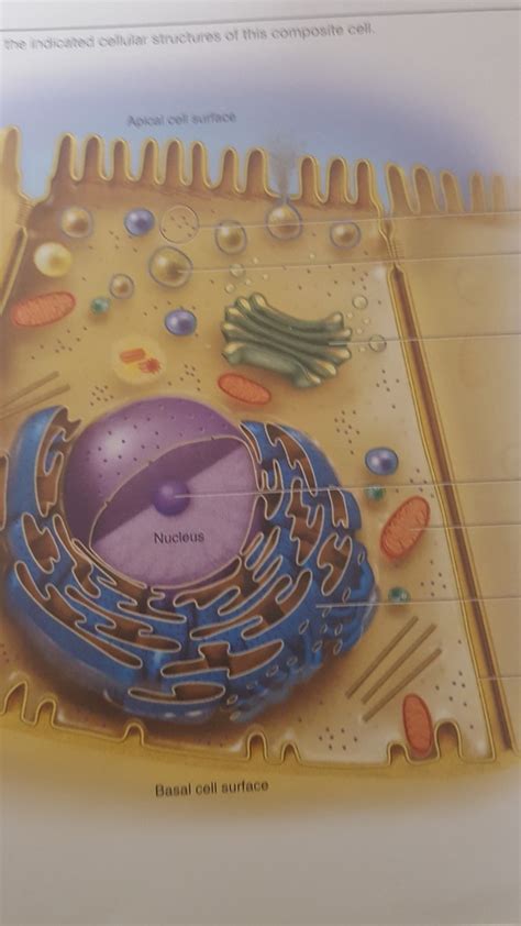 cellular structures diagram quizlet