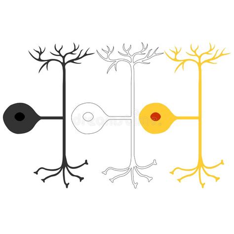 Neurone Pseudo Unipolaire Neurones De Cellules Nerveuses Illustration De Vecteur Illustration