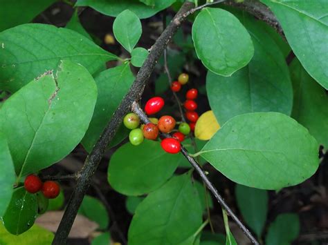 Spicebush Lindera Benzoin The Worcester County Conservation