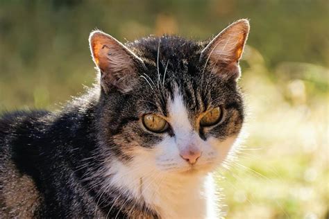 Home Cats Around The Globe