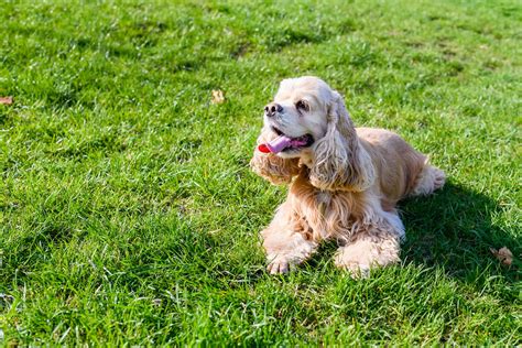 Cocker Spaniel Dog Breed Health And Care Petmd