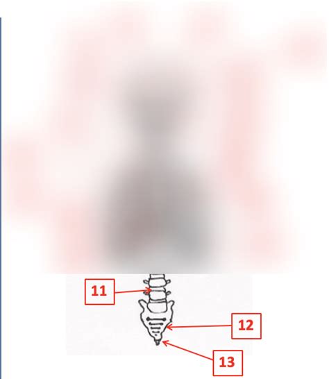 Biology 1107 Lab 7 Human Skeleton Axial Posterior Diagram Quizlet