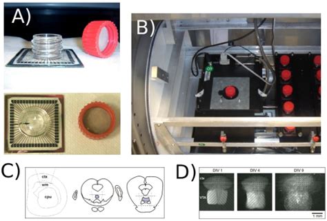 Multi Electrode Array Recordings Of Neuronal Avalanches In Organotypic Cultures Scientific