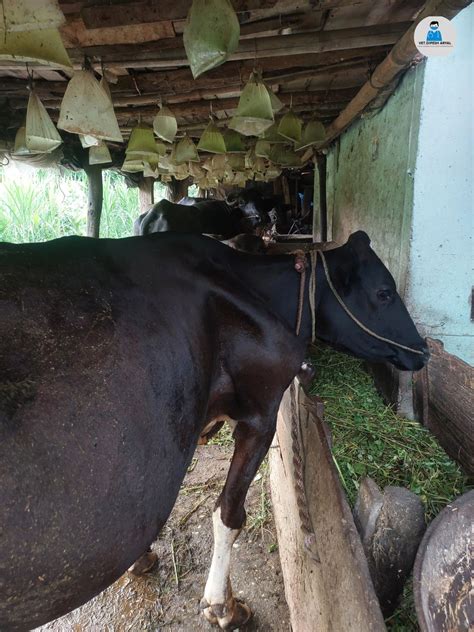 dipesh aryal on linkedin veterinary undergraduate