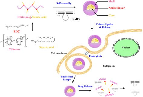 The Schematic Diagram Of Passive Targeting Of Cell Uptake And