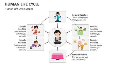 Human Life Cycle PowerPoint And Google Slides Template PPT Slides
